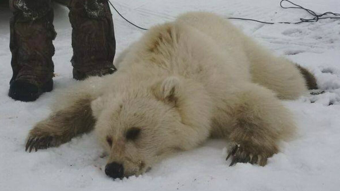 What Do Grizzly polar Hybrids Mean For Polar Bears Scientists Debate General News NewsLocker