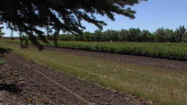 Shelterbelt trees still needed, Sask. agriculture minister says | CBC News Shelterbelt trees still needed, Sask. agriculture minister says | CBC News
