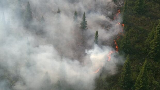 Stay On Your Toes Labrador Told About Fires Cbc News