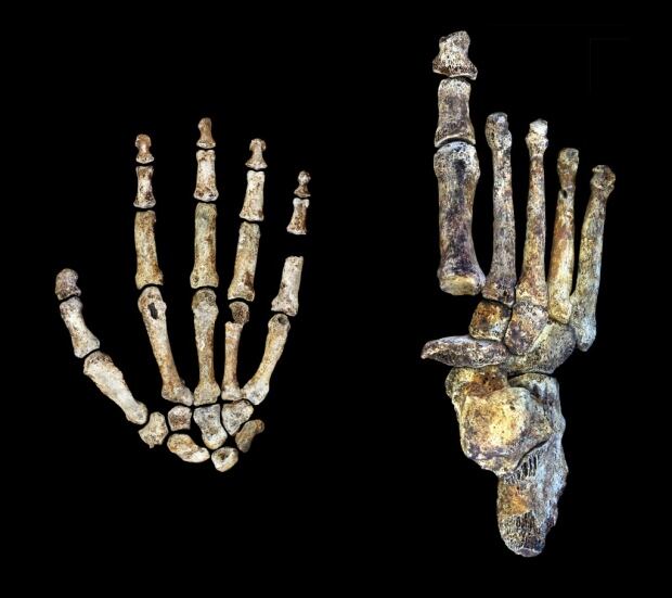 Ancient Human Relative Homo Naledi Would Have Been Handy With Tools Cbc News