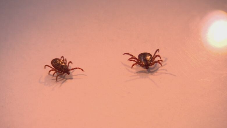 Expert Predicts reasonably Large Number Of Ticks In Saskatchewan 