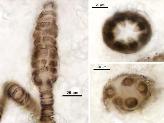 Fossils Of Earliest Organisms That Had Sex Are A Billion Years Old