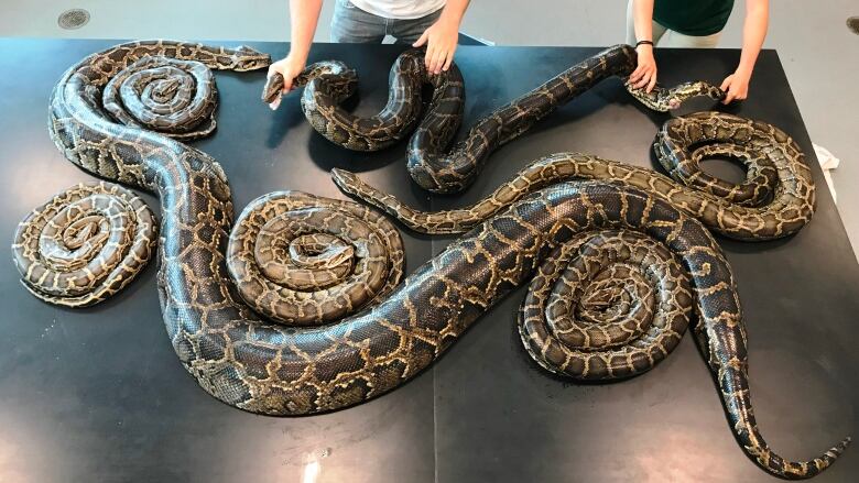 Florida Snake Trackers Unearth Massive Python Den CBC Radio
