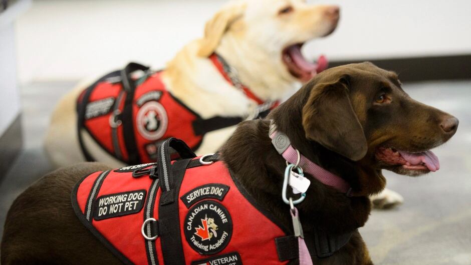 Can You Ask For Proof Of A Service Dog