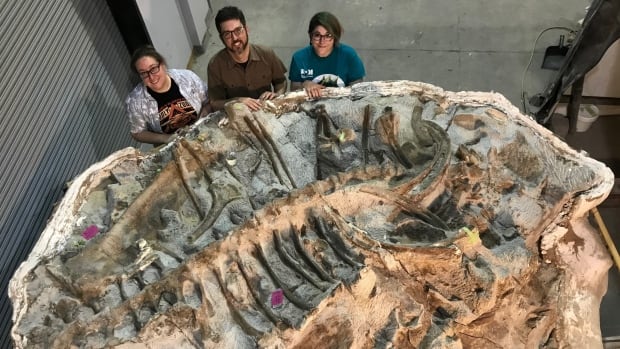 Watch experts uncover Zuul, the new dinosaur going on display at the ROM in December | CBC News