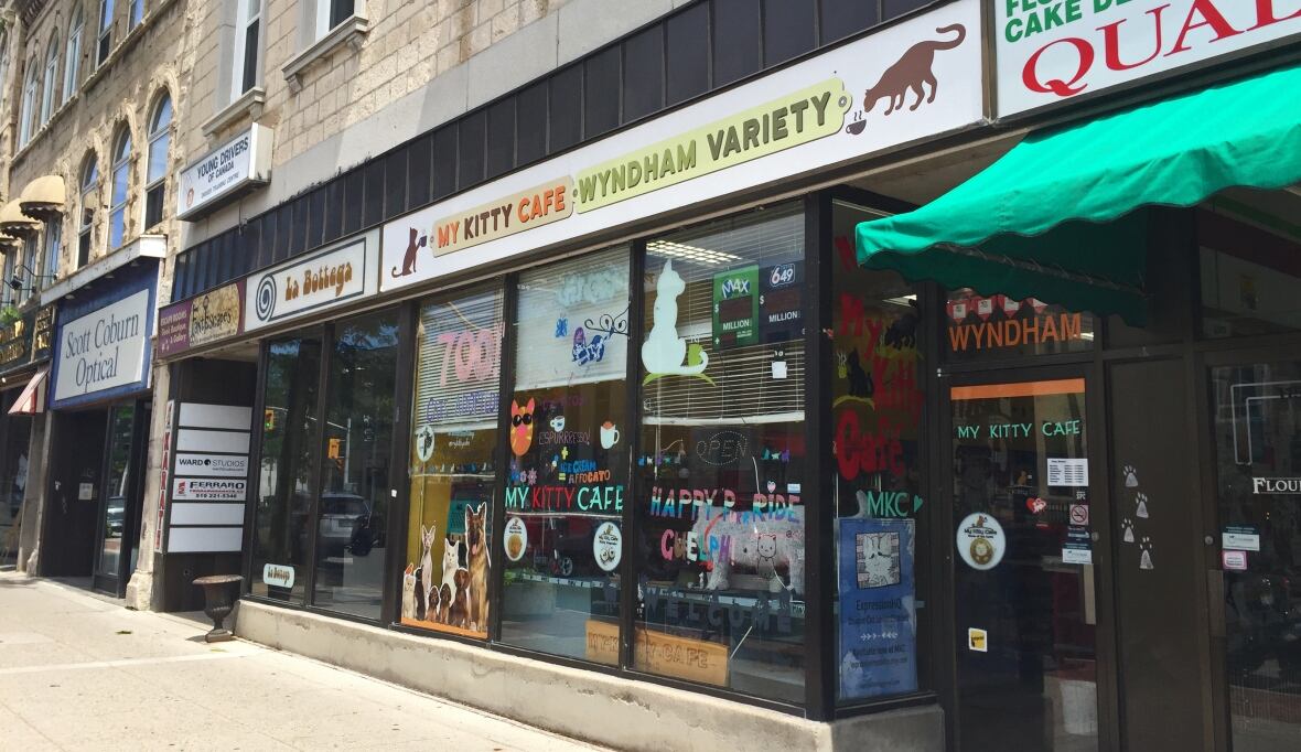 Kitchener couple set to open Stratford's first cat café this summer | CBC News