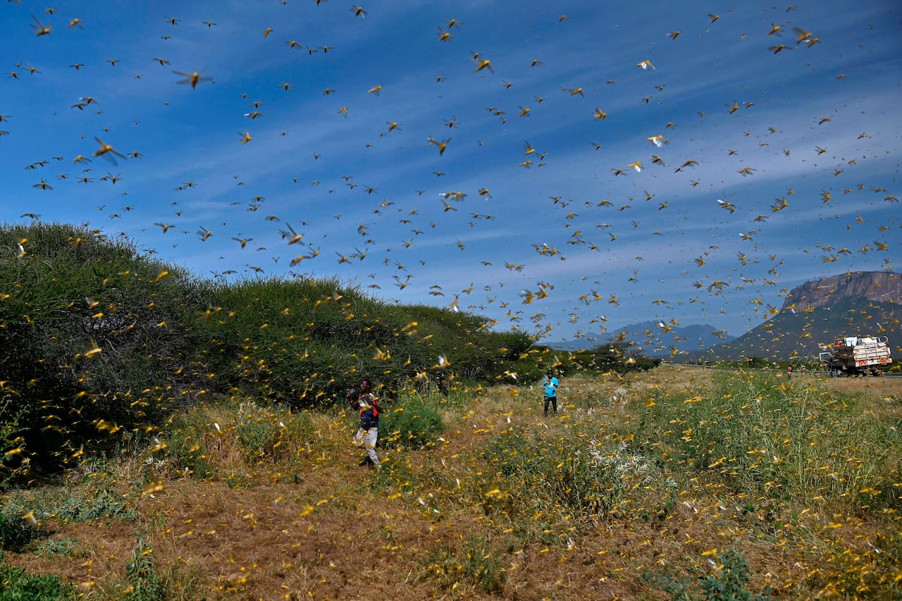 Locust Swarm Video