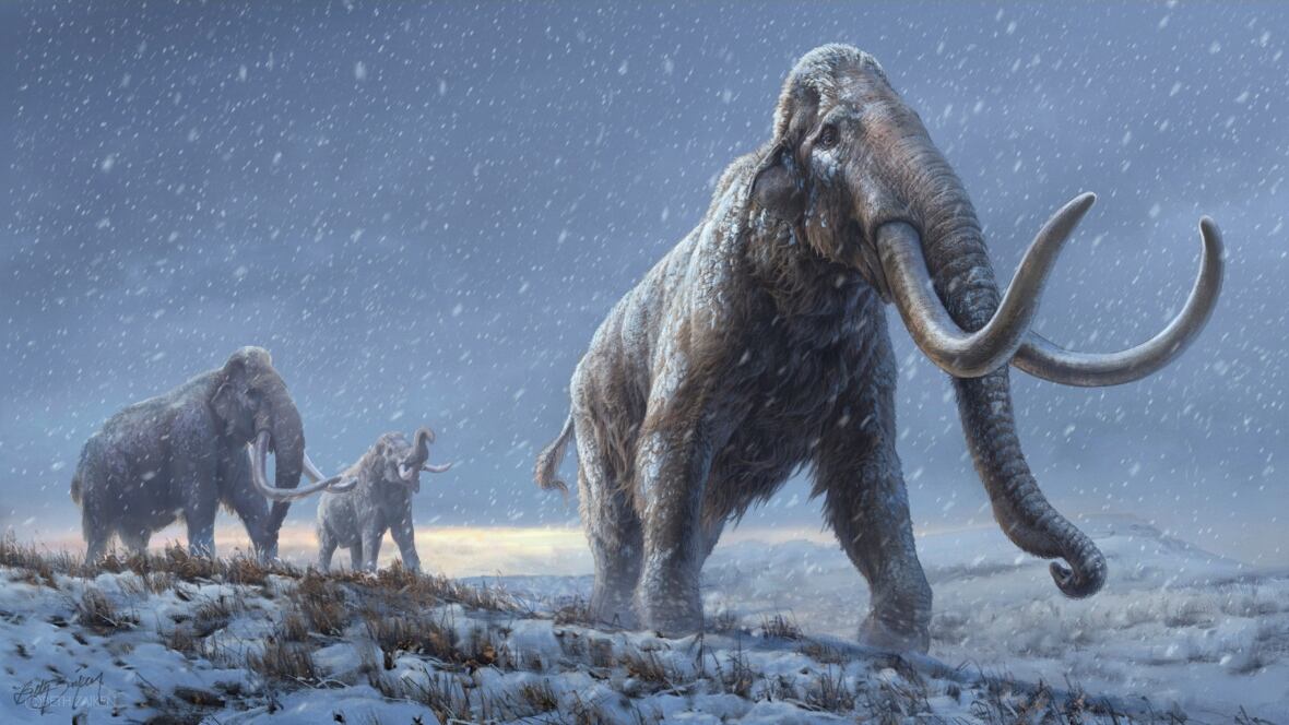 Yukon Miners Unearth Trove Of Prehistoric Fossils Cbc News