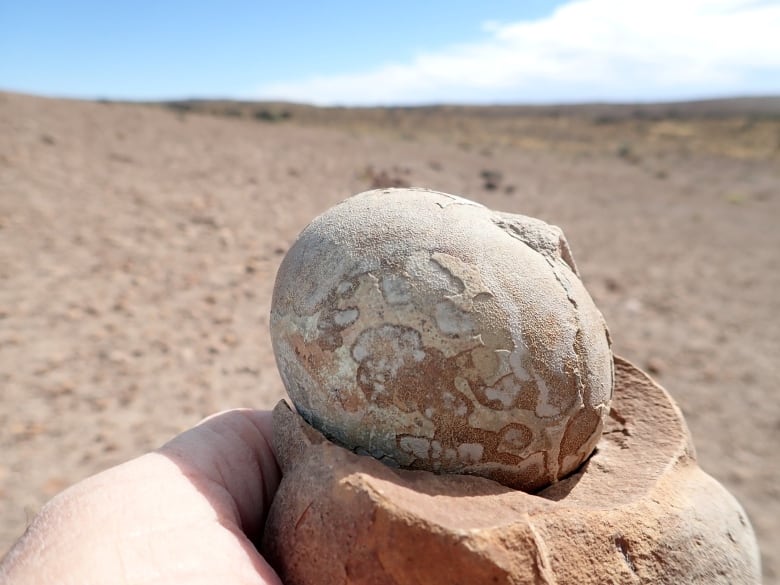 Scientists Find Oldest Fossils Of Dinosaurs That Lived In A Herd CBC News