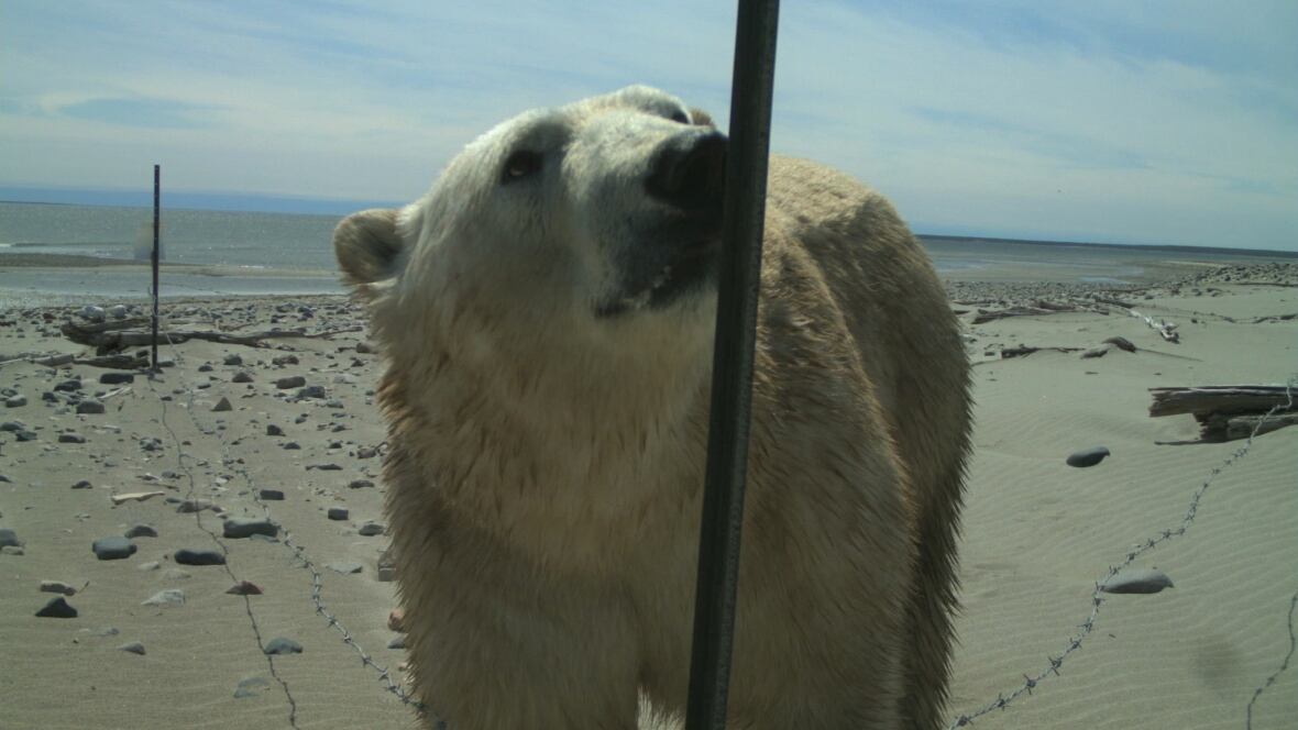 Home | Quirks & Quarks with Bob McDonald | CBC Radio