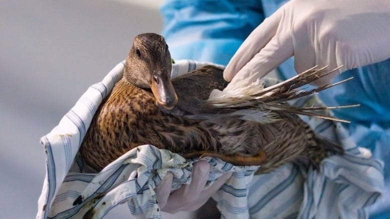 Bird Experts Caution Against Feeding Bread To Waterfowl After 2 