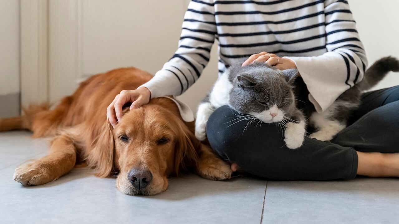 How Often Should A Dog Sitter Come