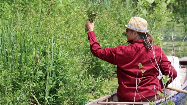 Want To Combat An Invasive Species In Southwestern Ontario There s 