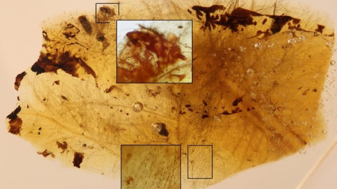 Beetle larvae feeding on dino feathers left signs of that relationship trapped in amber | Quirks ...