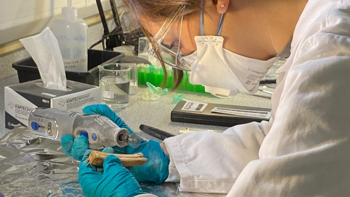 Archaeologists identify a medieval war-horse graveyard near Buckingham Palace | Quirks and ...