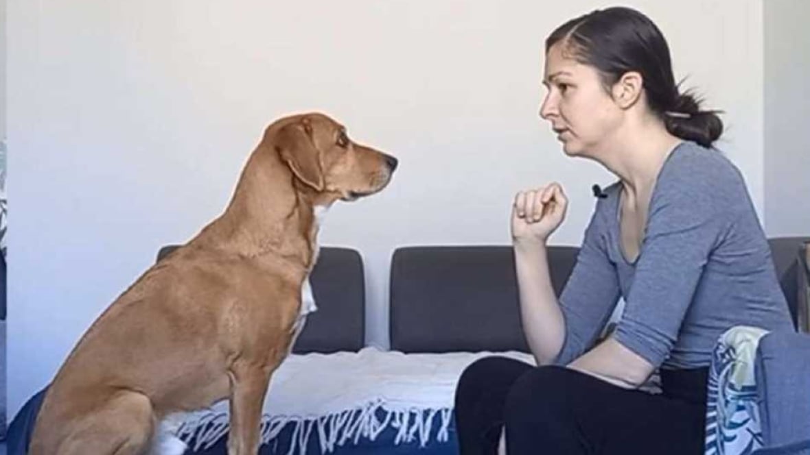 We baby talk with both dogs and kids, but our faces say something different | Quirks and Quarks ...