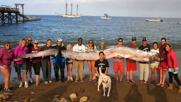 Giant fish found store